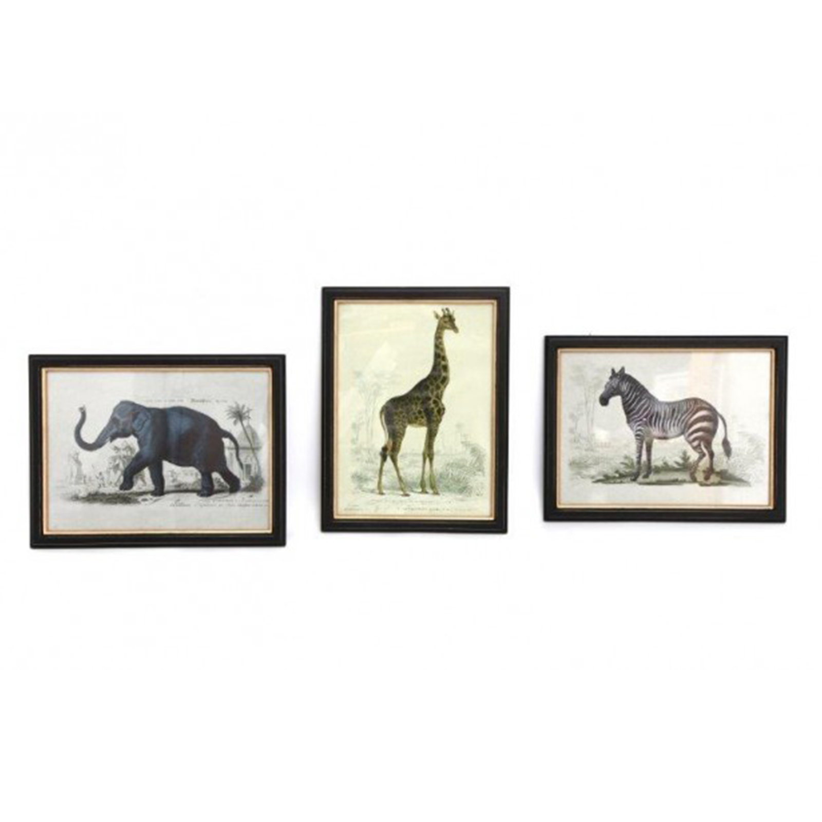 Safari Animal Print Frames | Nook
